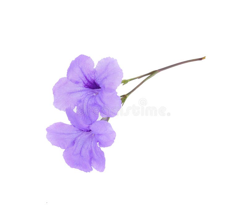 Purple Flowers on White Background Stock Image - Image of macro, branch ...
