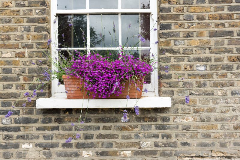 Purple Flowers in Window Box Stock Photo - Image of brick, exterior ...