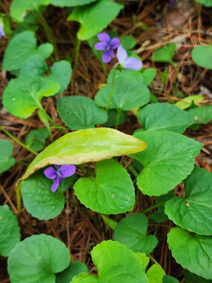 Purple Flowers in the Woods in Spencer Stock Photo - Image of spencer ...