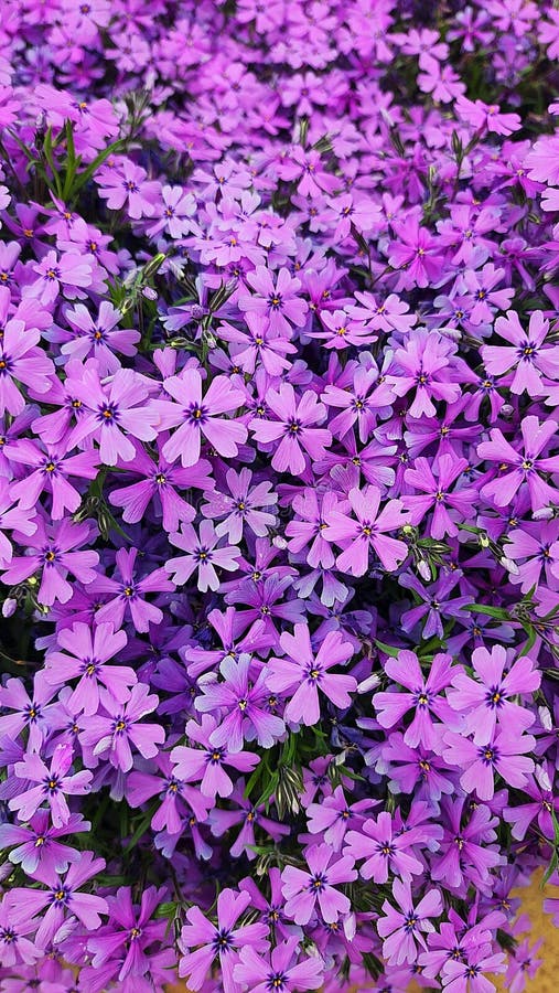 Purple Flox in Spring Bloom Stock Photo - Image of garden, pattern ...