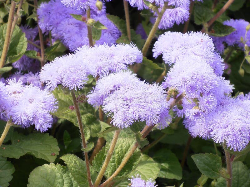 Purple Fluffy Flowers of Ageratum Stock Photo - Image of ageratum ...