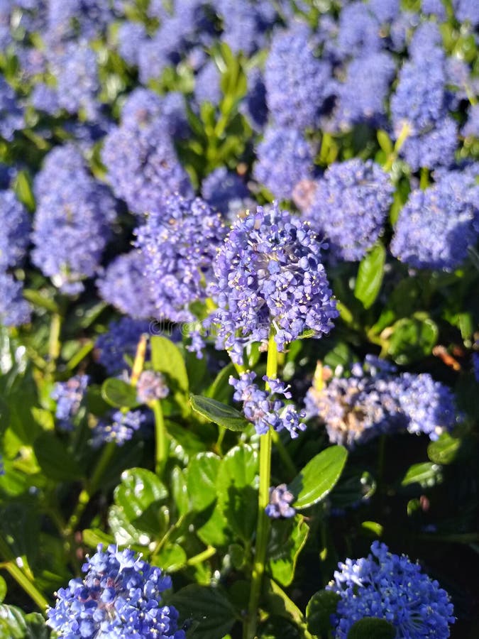 Purple Focus stock photo. Image of wildflower, petal - 186188704
