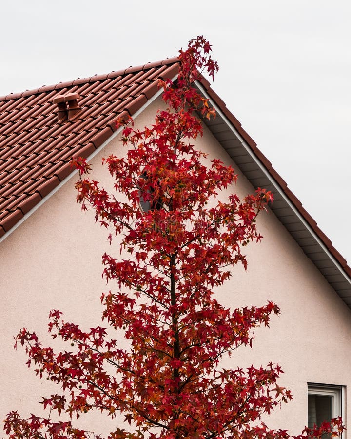 Purple Foliage of Autumn Tree on the Like Colored House Wall Stock ...