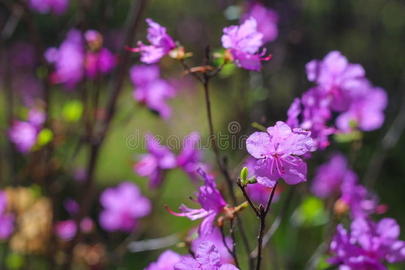 Purple forest flowers stock image. Image of nature, spring - 94983361
