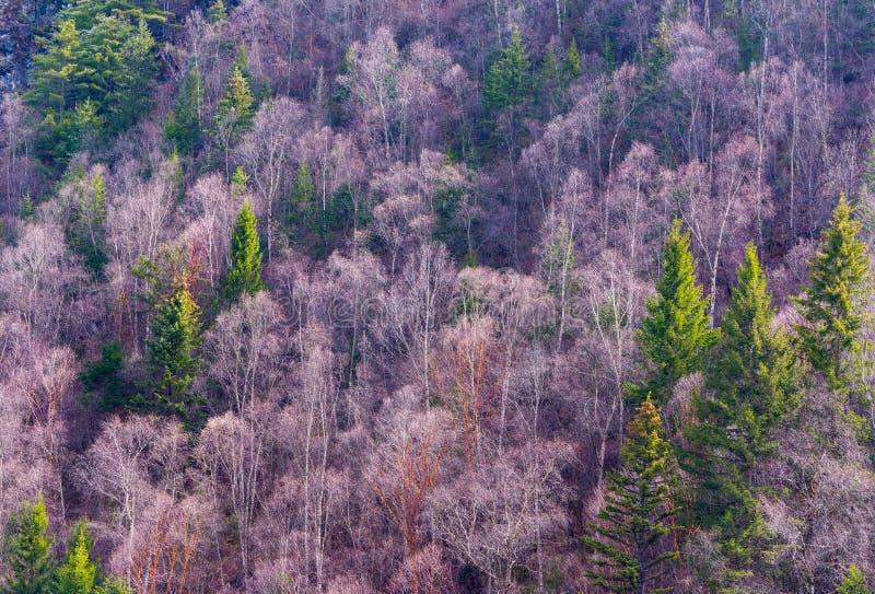 Purple Forest Flowers in Scotland Stock Photo - Image of springtime ...