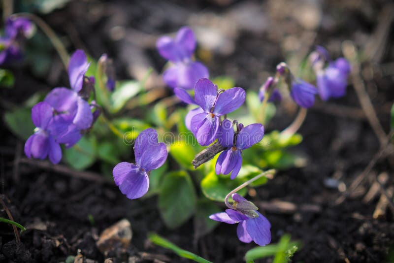 Purple Forest Violet in Early Spring. Many Violets Violets Macro Photo ...
