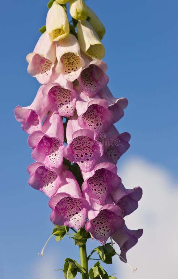 Purple foxglove stock photo. Image of plant, color, pink - 24723228