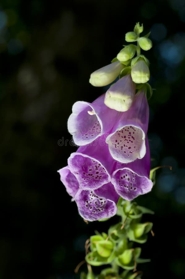 Purple Foxglove, Digitalis Purpureae Folium Stock Photo - Image of ...