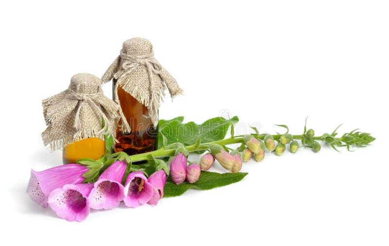 Purple Foxglove, Digitalis Purpureae Folium Stock Photo - Image of ...