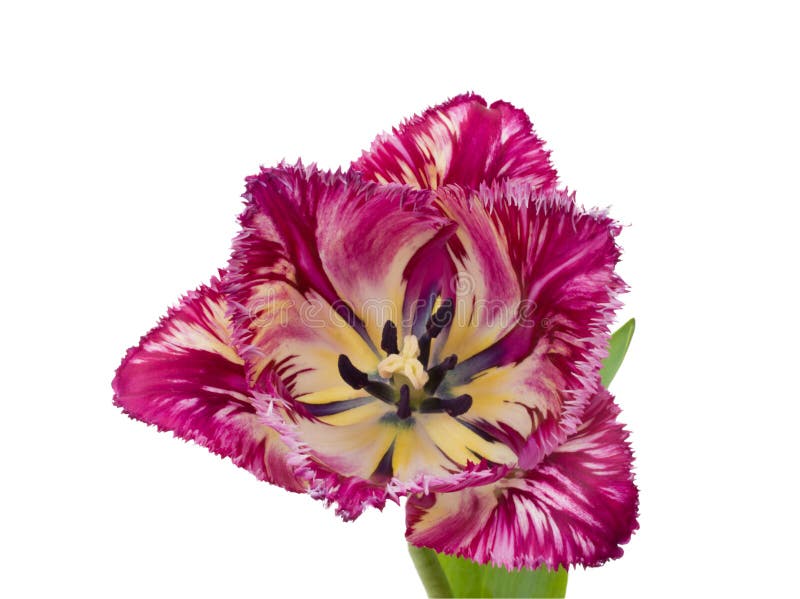 Fringed Tulip Fabio stock image. Image of beauty, pollen - 35619183