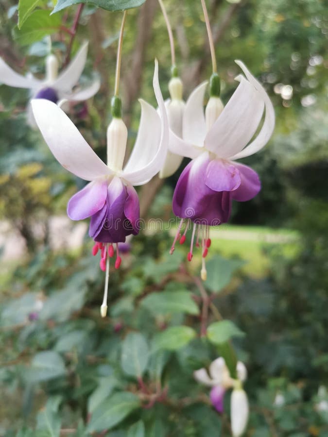 Purple Fuchsias in the Garden Stock Photo - Image of garden, pink ...