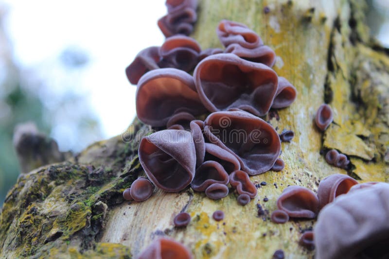 Purple Fungus Hanging Stock Photos - Free & Royalty-Free Stock Photos ...