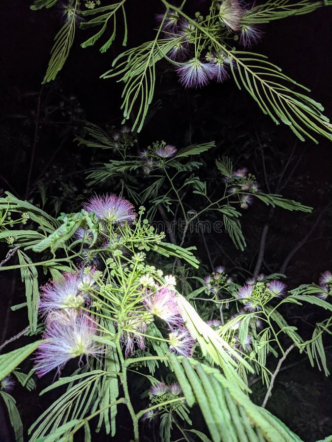 Purple and Fuscia Flowered Tree at Night Stock Photo - Image of forest ...