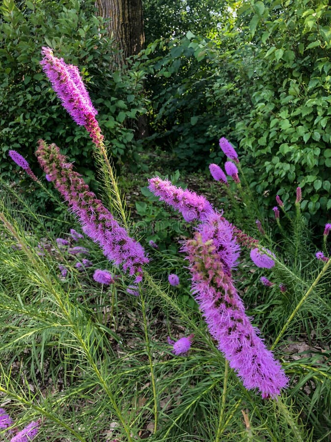 Purple Fuzzy Flowers in Field Stock Photo - Image of tall, gorgeous ... Purple Fuzzy Flowers in Field Stock Photo - Image of tall, gorgeous ...