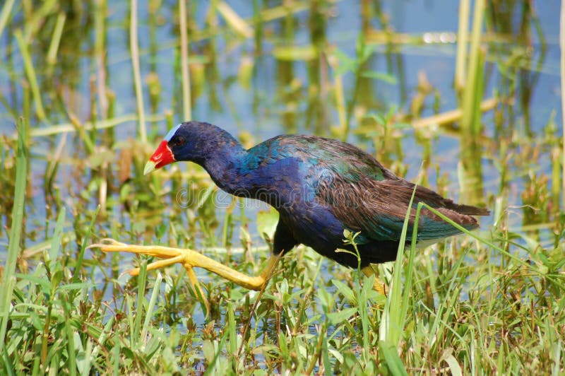 Purple Gallinule stock photo. Image of chickens, bogs - 10563630