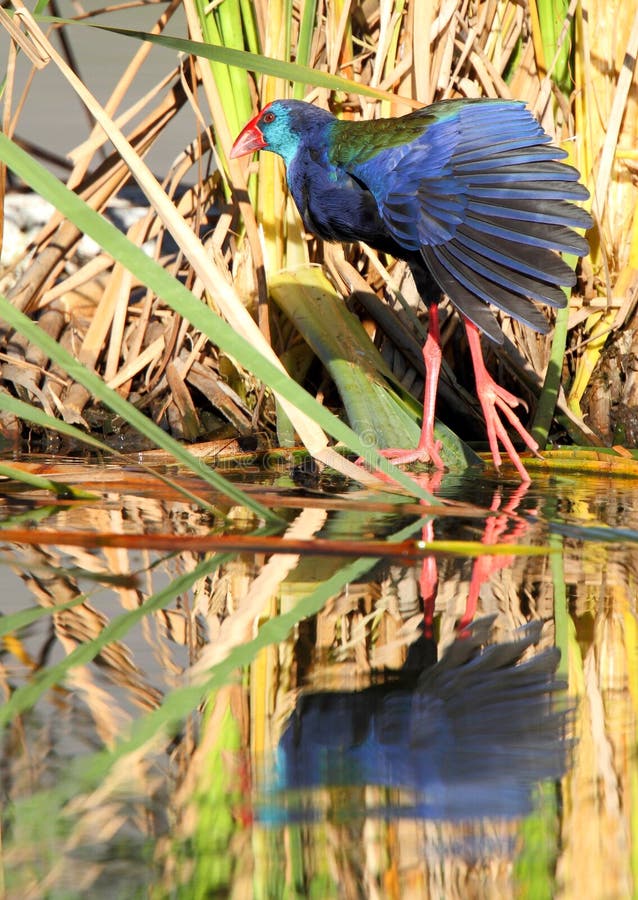 Nesting Loon stock image. Image of vocation, minnesota - 8366713