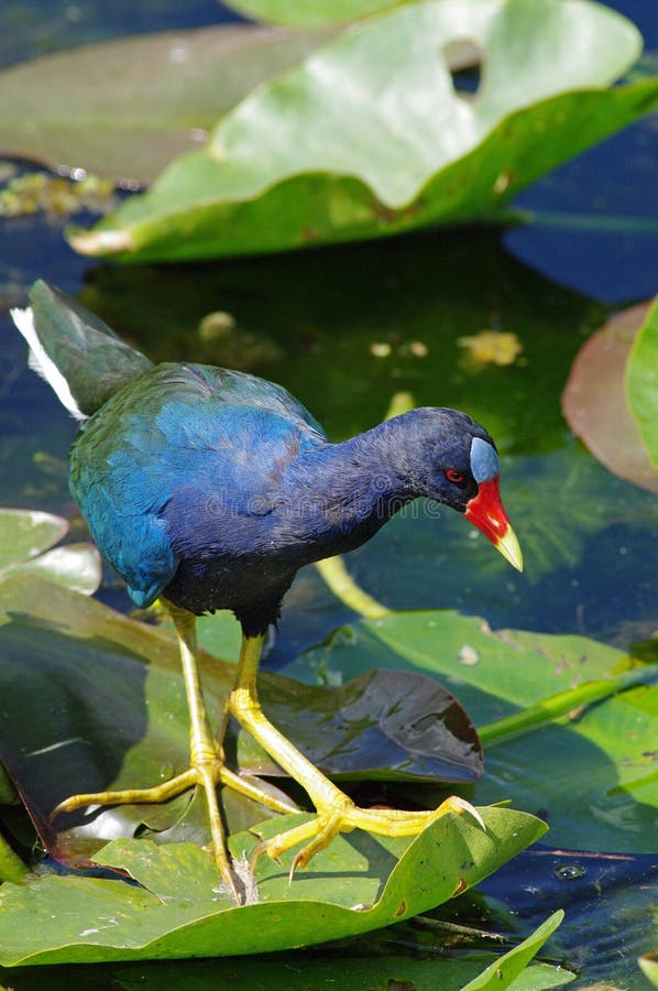 Purple Gallinule stock photo. Image of bird, purple, gallinule - 18913600