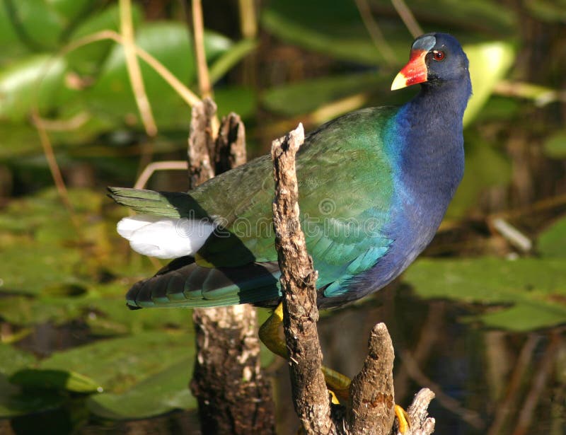 Purple Gallinule stock photo. Image of pond, trail, animal - 3685076