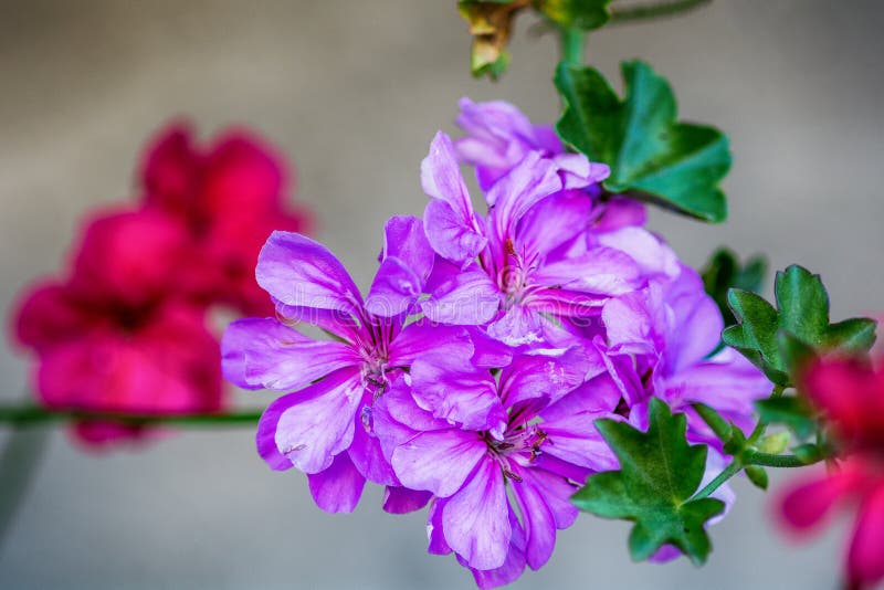 Purple Garden Geranium Flowers Stock Image - Image of color, lapse ...