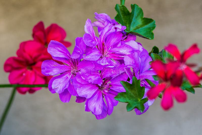 Purple Garden Geranium Flowers Stock Image - Image of freshness ...