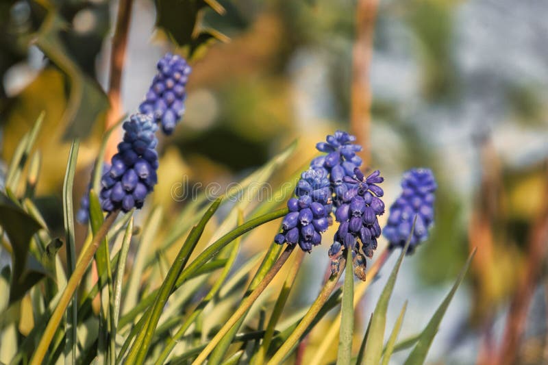 Purple Garden Grape-hyacinth Flowers in the Field Stock Photo - Image ...