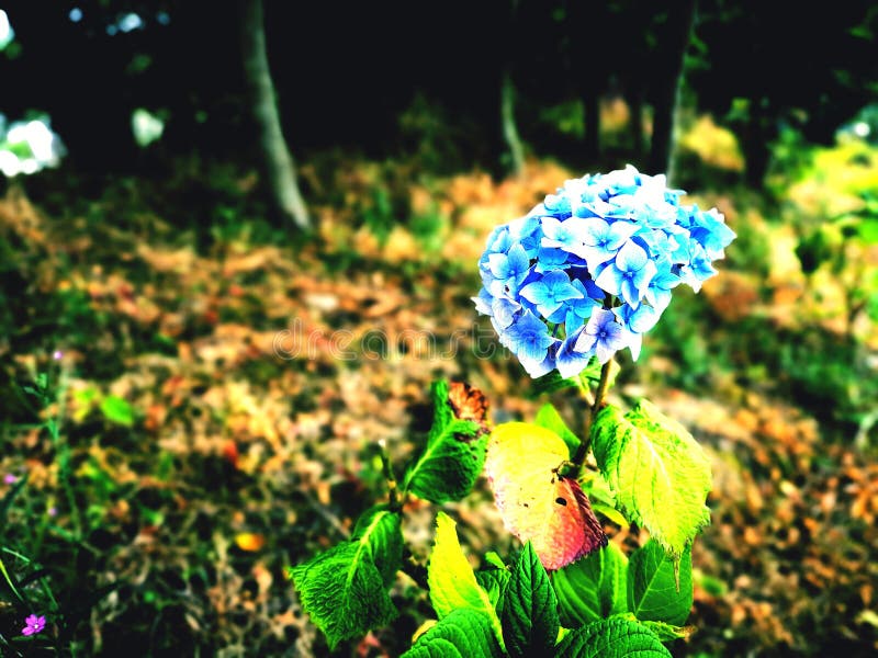 Flower standing alone stock image. Image of flower, purple - 127743109