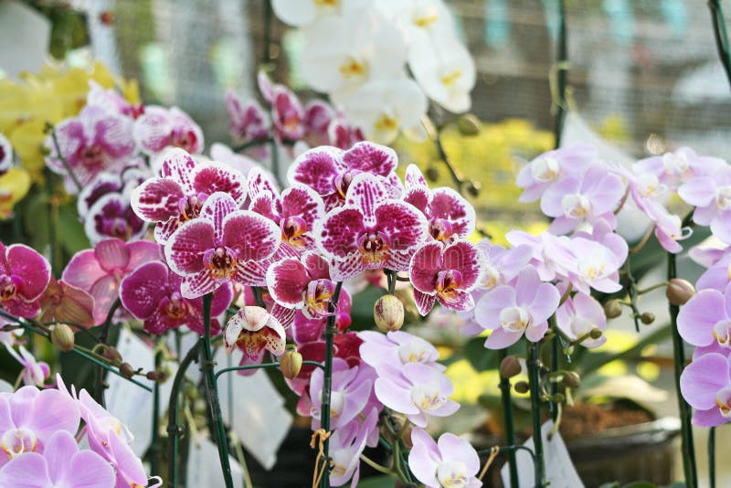 Purple Genus Vanda Orchid Groups Stock Image - Image of orange, clear ...