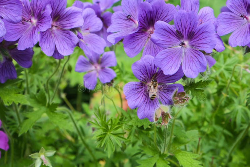 Purple geranium with bee stock photo. Image of botany - 55894358