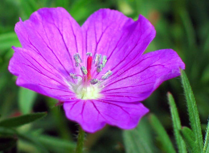 Purple Geranium Flower stock image. Image of geranium - 11185763