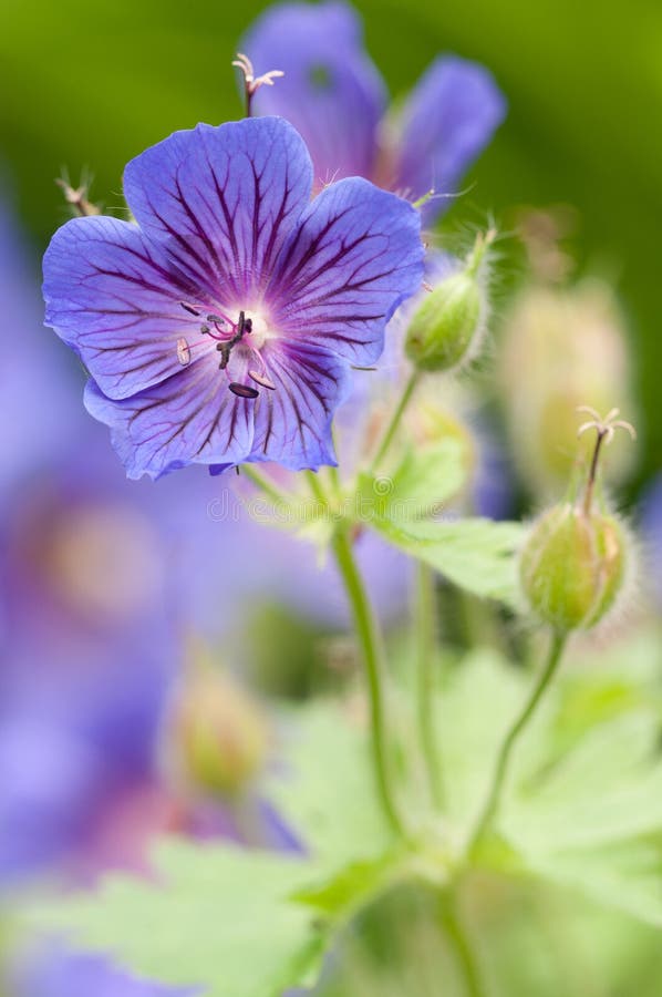 Purple Geranium stock image. Image of blossom, botanical - 49917589