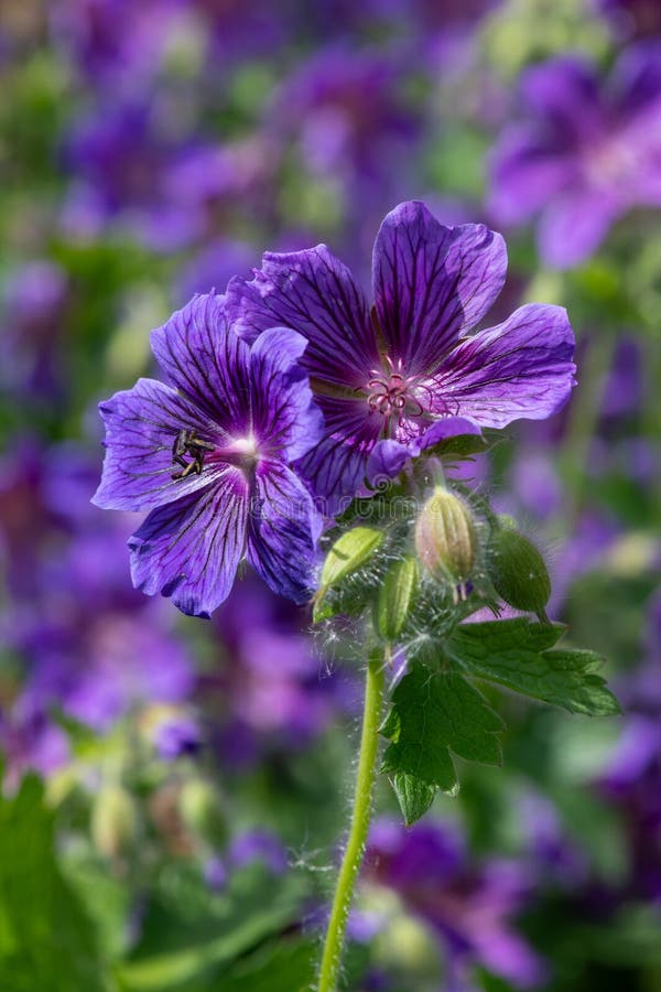 Purple Geraniums (geranium X Magnificum Stock Image - Image of natural ...