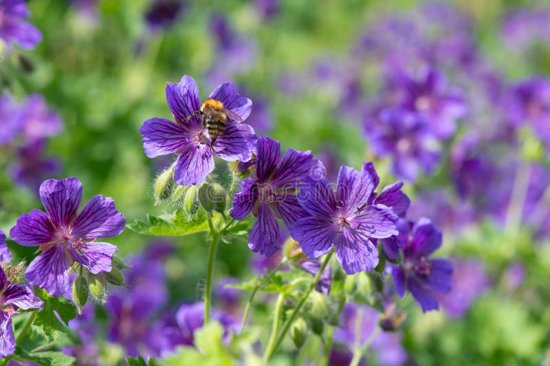 Purple Geraniums (geranium X Magnificum Stock Photo - Image of head ...
