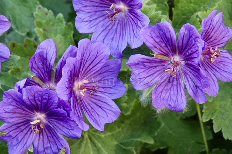 Purple geraniums in summer stock photo. Image of shrub - 281567740