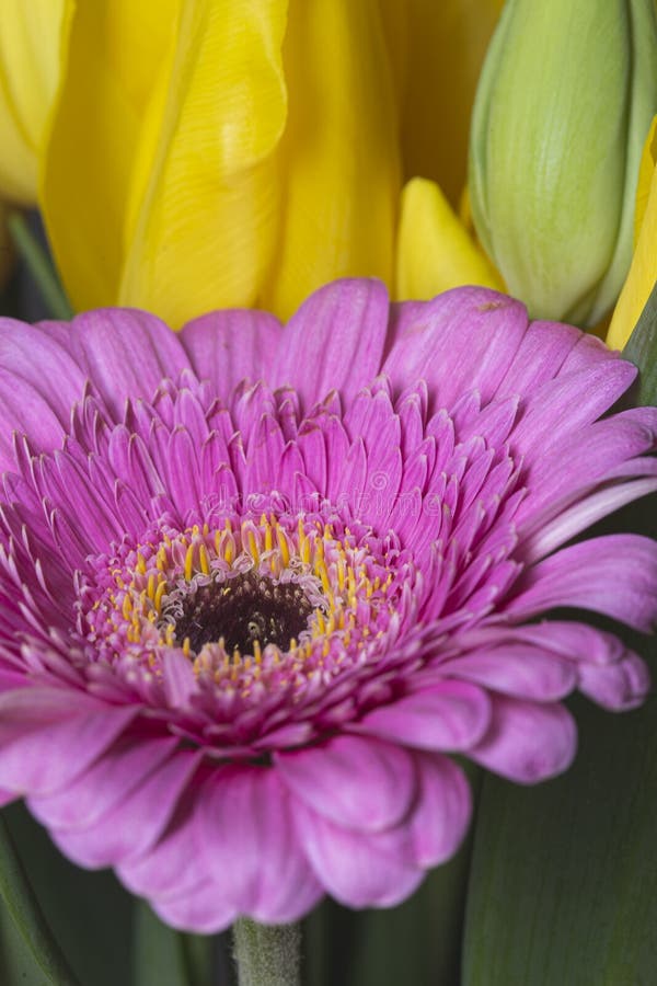 Purple Gerbera Daisy Flower in Bloom Stock Image - Image of nature ...