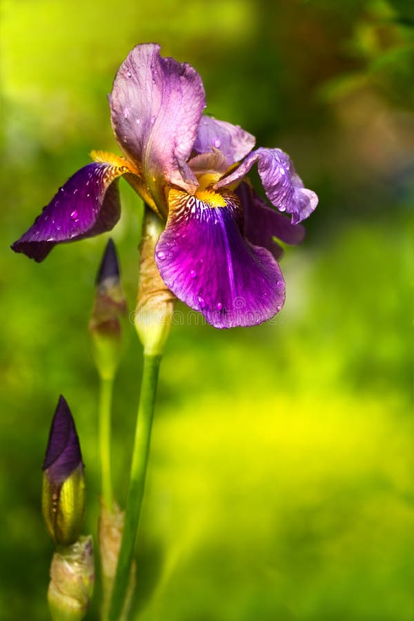 Purple Iris Flower in Bloom Stock Image - Image of bright, details ...