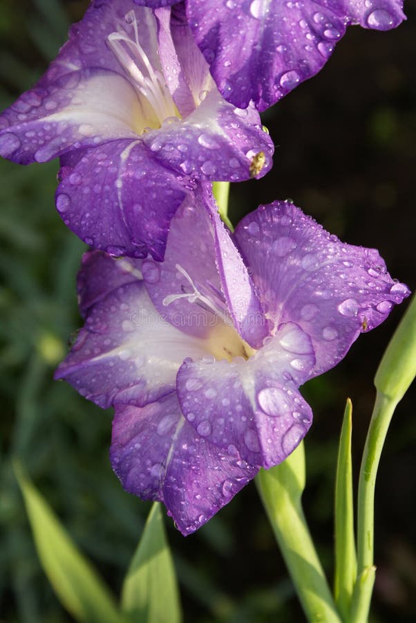 Purple Gladiolus Flower With Ribbon Isolated On White Stock Photo ...