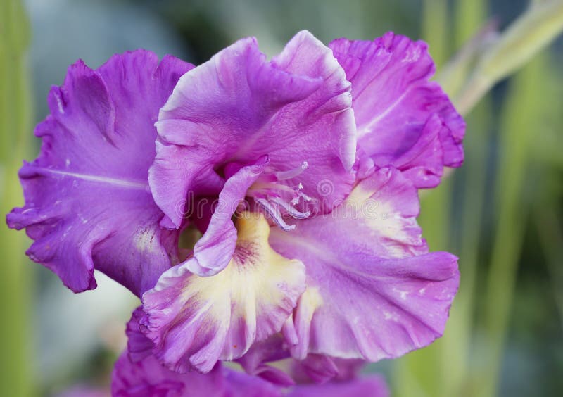 Purple gladiolus stock image. Image of gladiolus, flower - 77594417