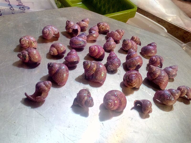 Purple Glittered Colored Tiny Sea Shells Dyed Stock Image - Image of ...