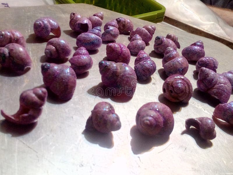 Purple Glittered Colored Tiny Sea Shells Dyed Stock Image - Image of ...