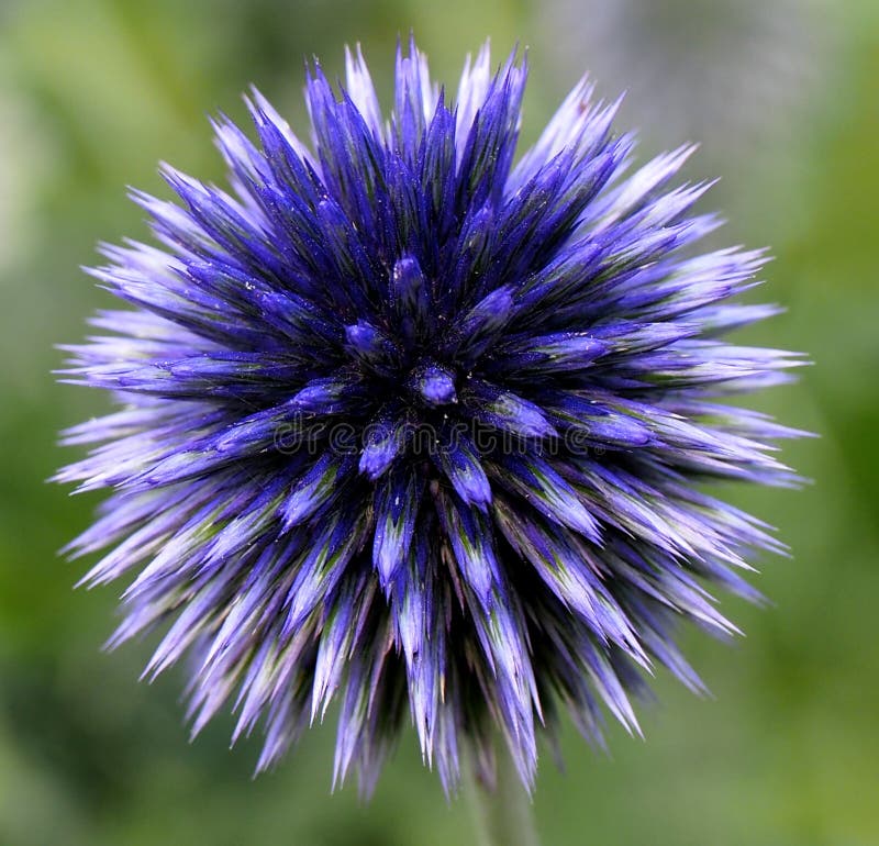 Echinops or Globe Thistle stock photo. Image of purple - 111674358