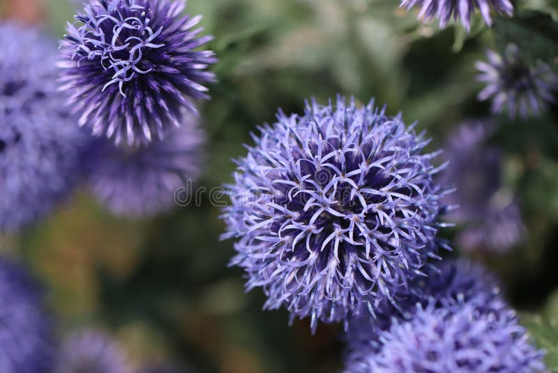 Echinops or Globe Thistle stock image. Image of thorny - 225274277