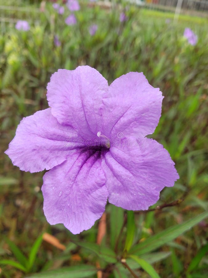 Purple golden flower head stock photo. Image of golden - 221687458
