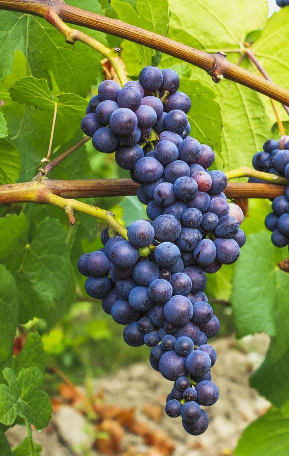 Grape bunch stock image. Image of bunch, fruits, nature - 29981837