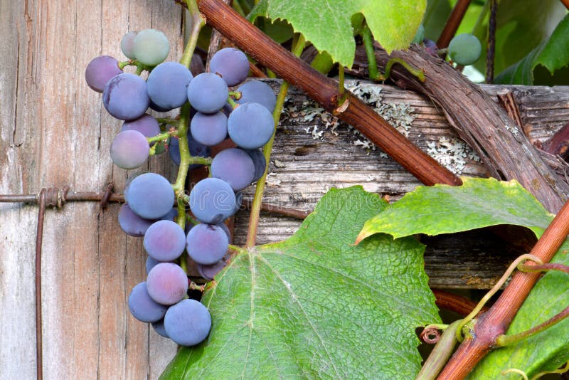 Purple Grape Cluster on Vine 10 Stock Photo - Image of common, plant ...
