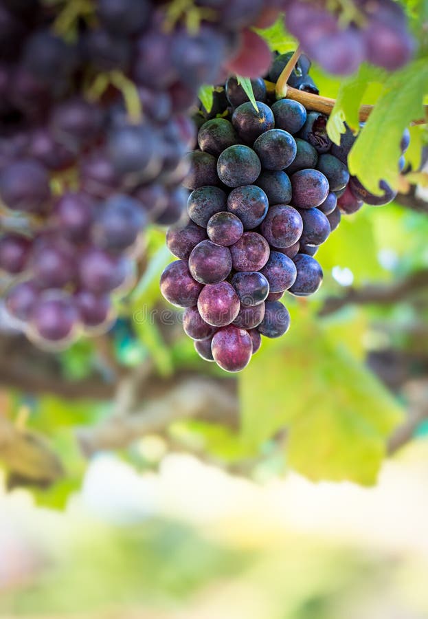 Purple grape Fruit stock photo. Image of ripe, agriculture - 36830960