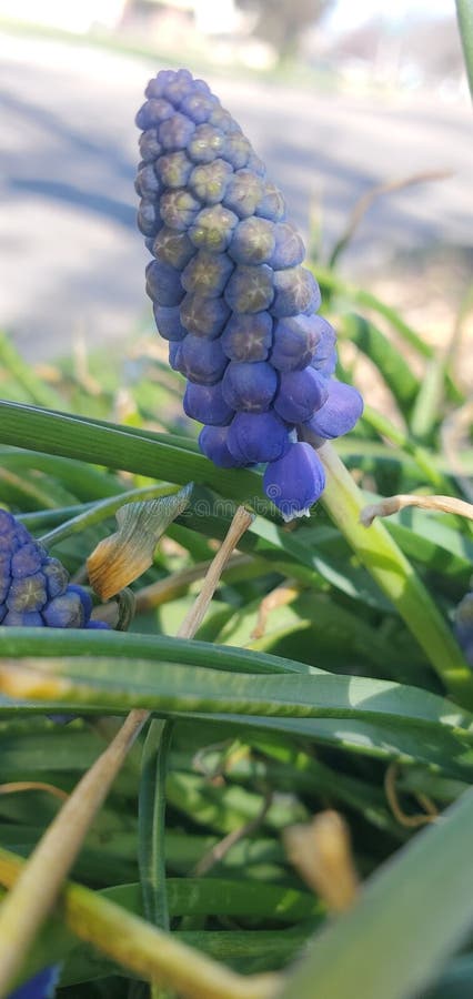 Purple Grape Hyacinth Flowers Stock Image - Image of floral, grape ...