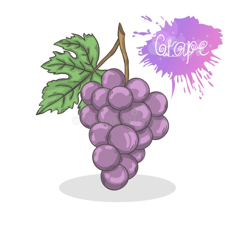 Purple Grape Vector Icon Illustration Stock Illustration - Illustration ...
