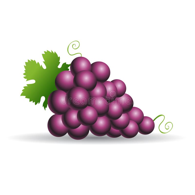 Purple grapes stock vector. Illustration of icon, diet - 14978295
