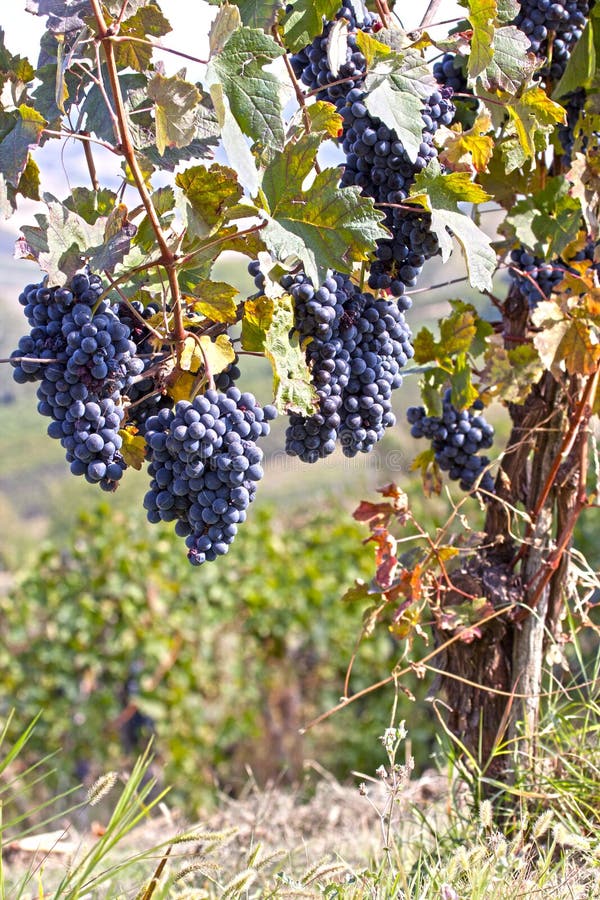 Purple grapes stock image. Image of fruit, mature, fertilizers - 21054259