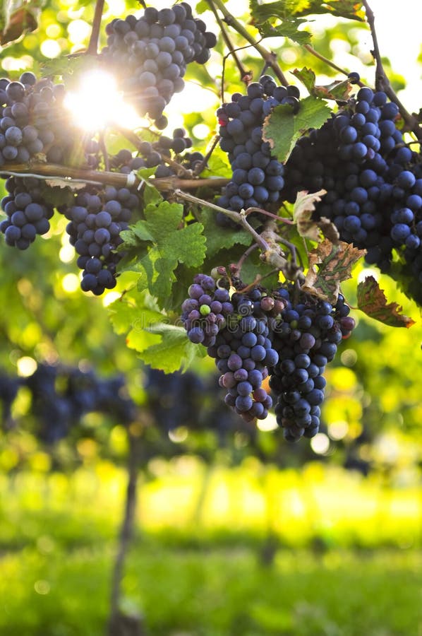 Purple grapes stock photo. Image of horticultural, branch - 8467420
